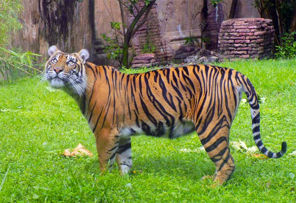 Disney Announces Sumatran Tiger Cubs Will Be Born at Disney’s Animal ...