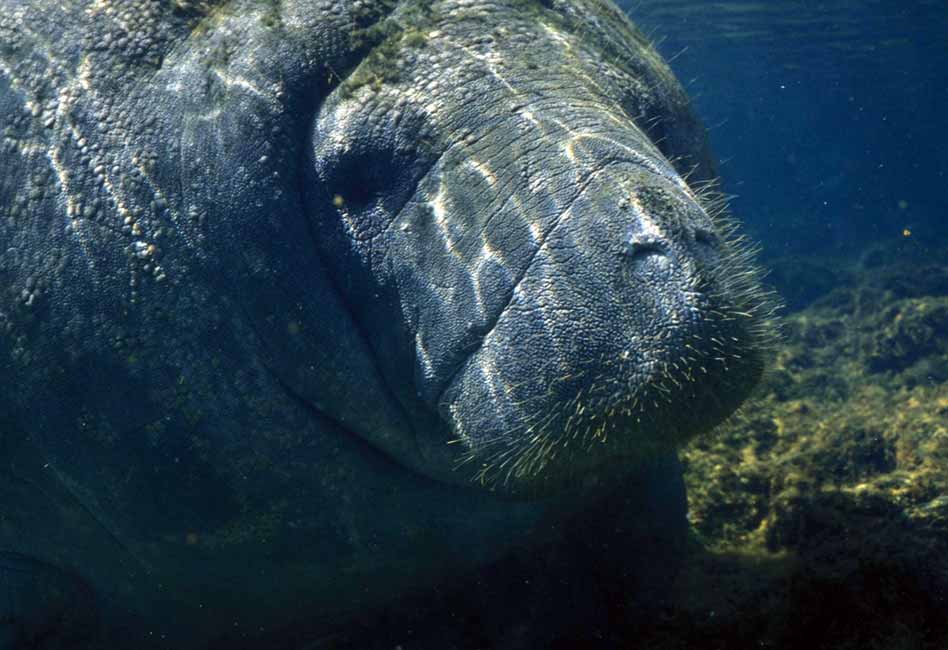 Colder Temperatures Pose Great Dangers for Florida Manatees