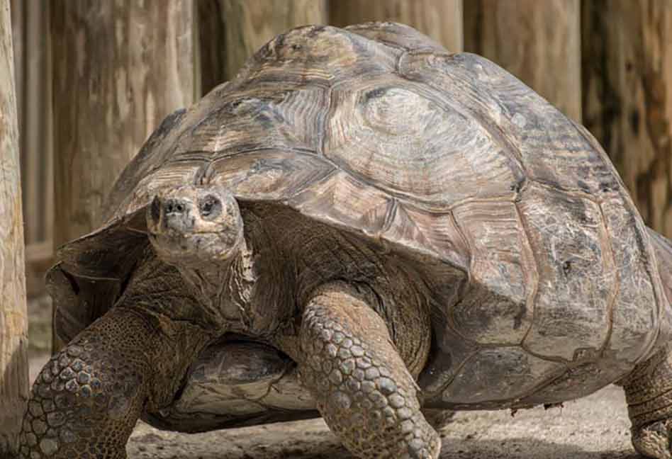 Celebrate World Turtle Day May 23 With Visit To Gatorland Home To Three ...
