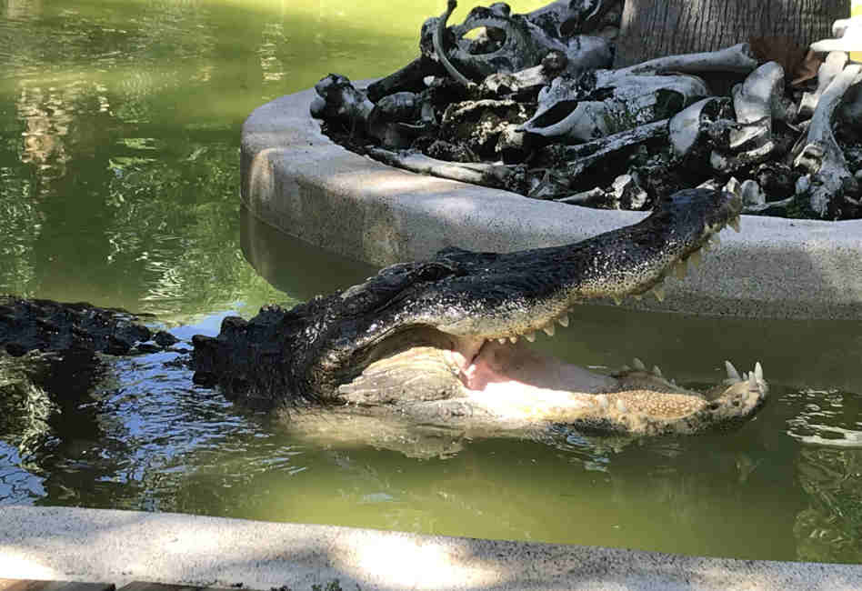 Experience Gator Week with Free Admission at Wild Florida, May 6-11 ...