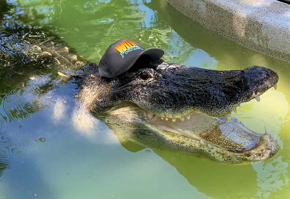 Wild Florida's Gator Week Raises $4,000 to Support Osceola Students