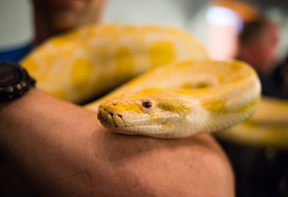 Florida Fish and Wildlife Conservation Commission's New Nonnative ...