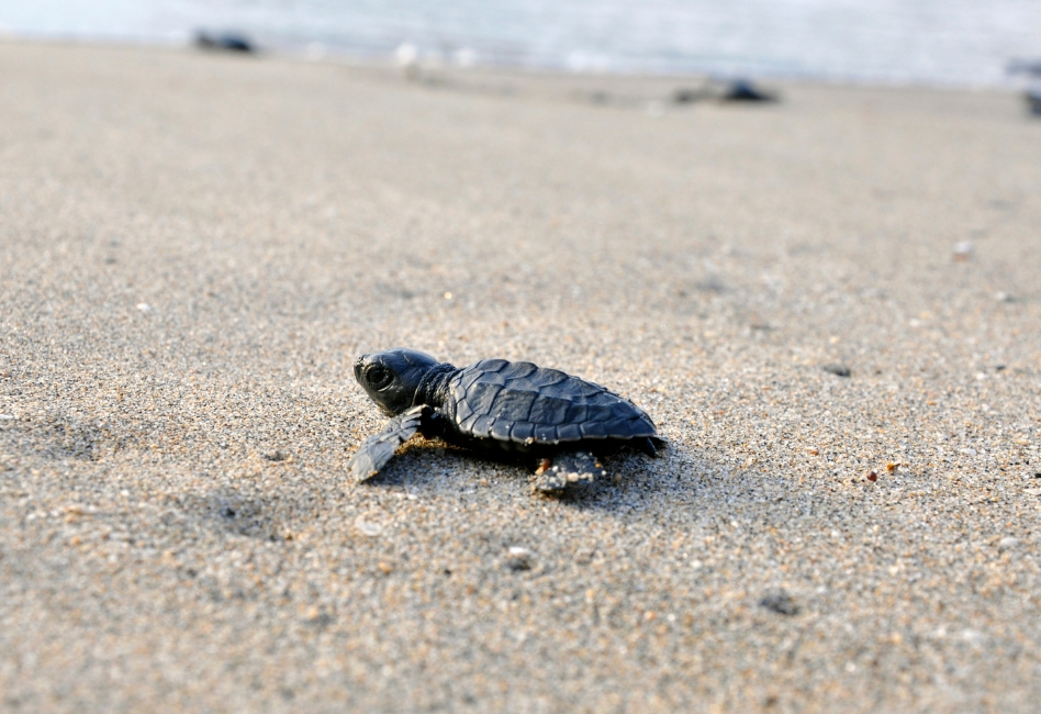Lights Out During Sea Turtle Nesting and Hatching Season