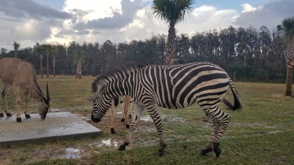 African Safari In Florida