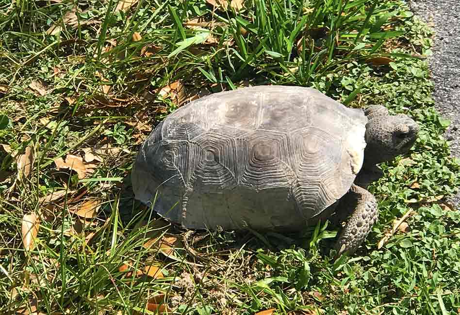 Not sure what day it is? It's Gopher Tortoise Day!