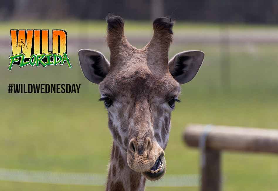 Wild Florida is making our Wednesdays Wild again with an amazing "Wild ...