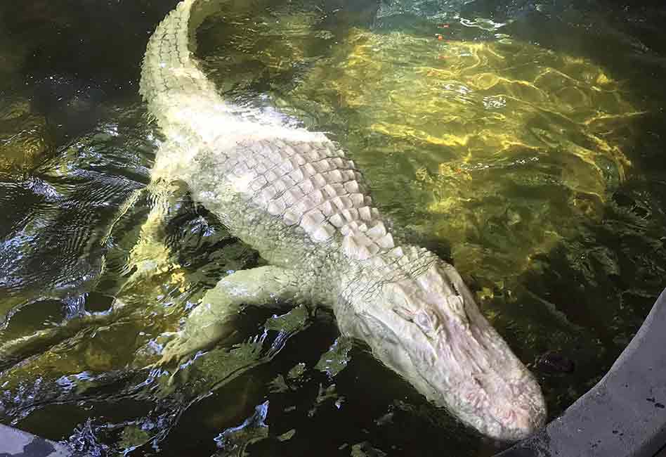 Wild Florida starts Gator Week with rare albino eggs; what's next this ...