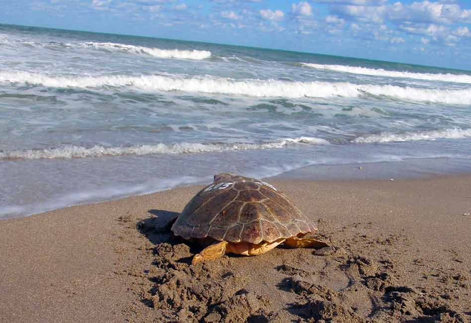It’s Sea Turtle nesting season, and they need our help at the beach