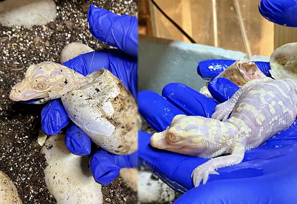 Four baby albino alligators hatch at Wild Florida, first attraction in ...