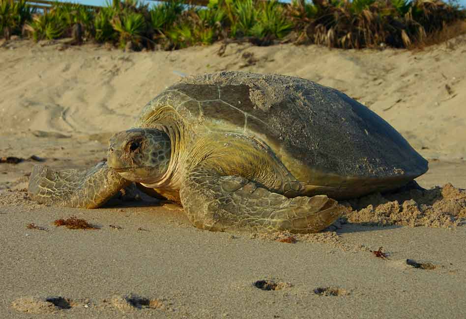 Help sea turtles survive during nesting season: FWC offers tips on ...