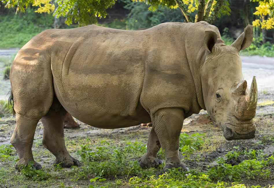Disney’s Animal Kingdom expecting three baby rhinoceroses