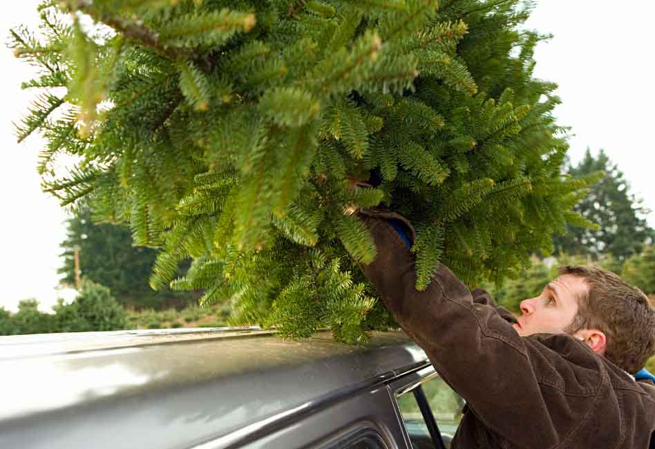 How to get your Christmas tree home safe and sound this year