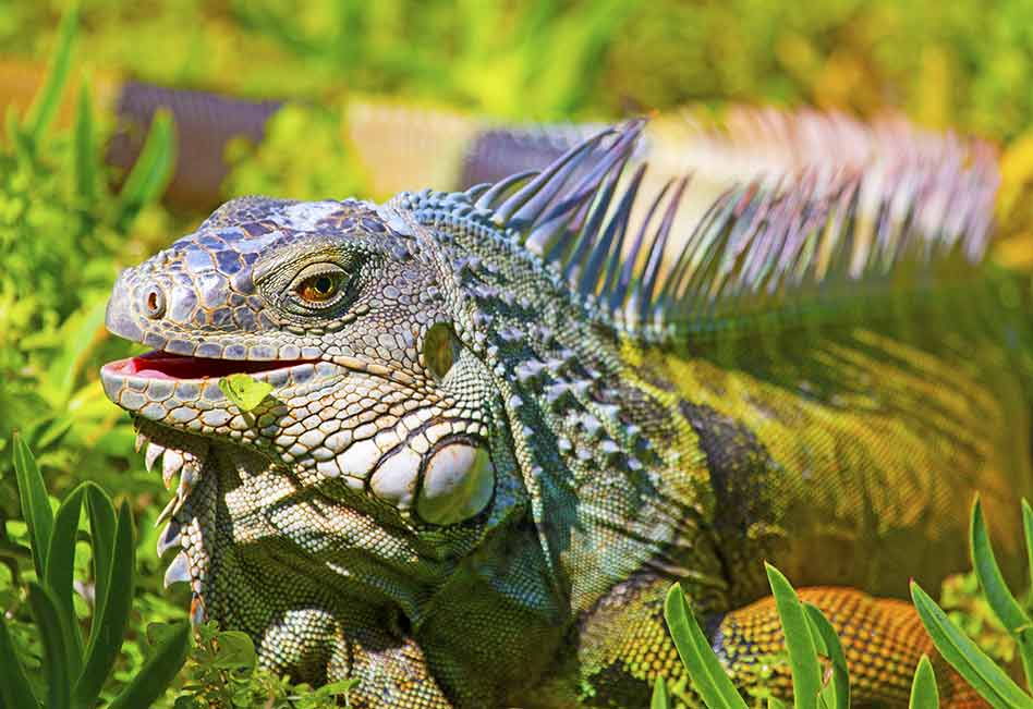 FWC approves rule changes to help protect Florida from 16 high-risk ...