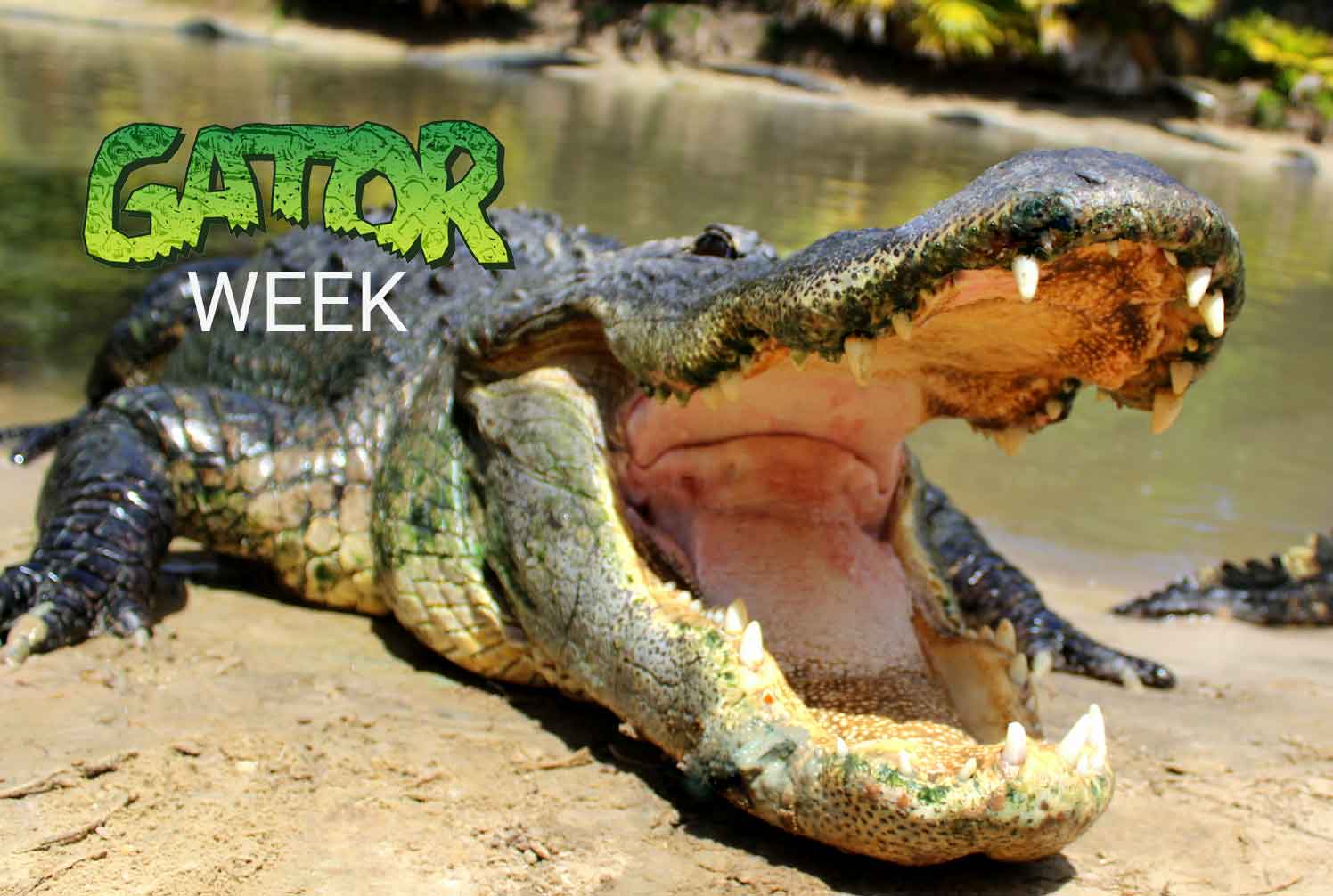 Wild Florida to host Gator Week with free Gator Park admission ...