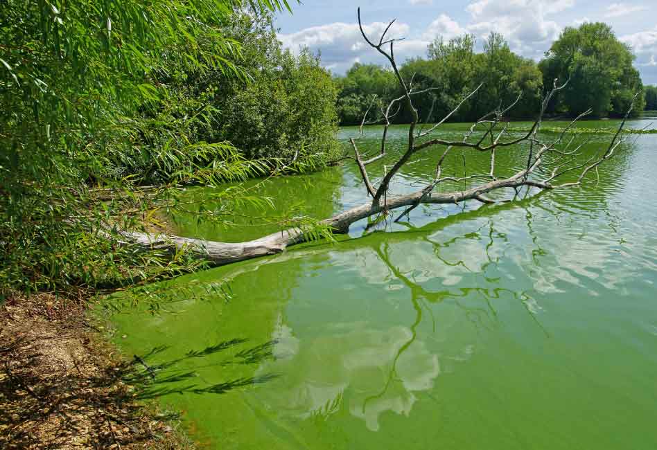 Florida Health Officials Issue Blue-Green Algae Bloom Alert for Lake Marian