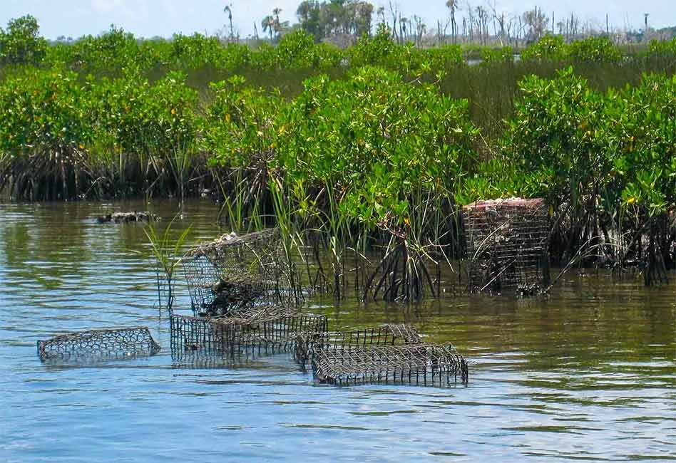 St. Johns River blue crab trap closure starts Jan. 16, FWC says