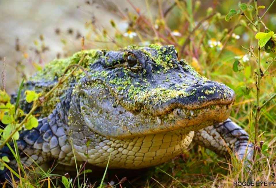 Spring means active Florida gators, here are some tips to safely co ...