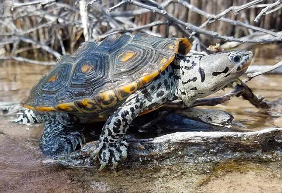 New FWC diamondback terrapin conservation measures in effect