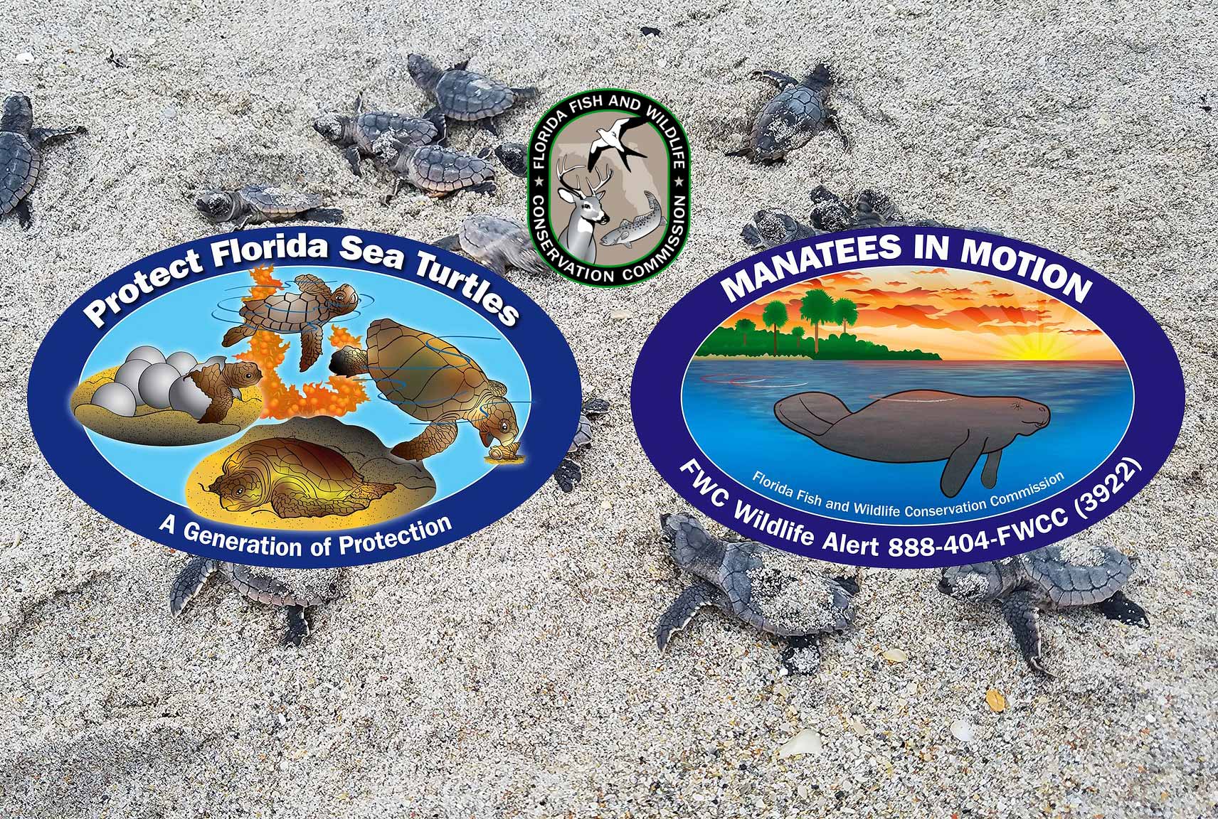 Stick with manatees and sea turtles by collecting this year’s FWC decals