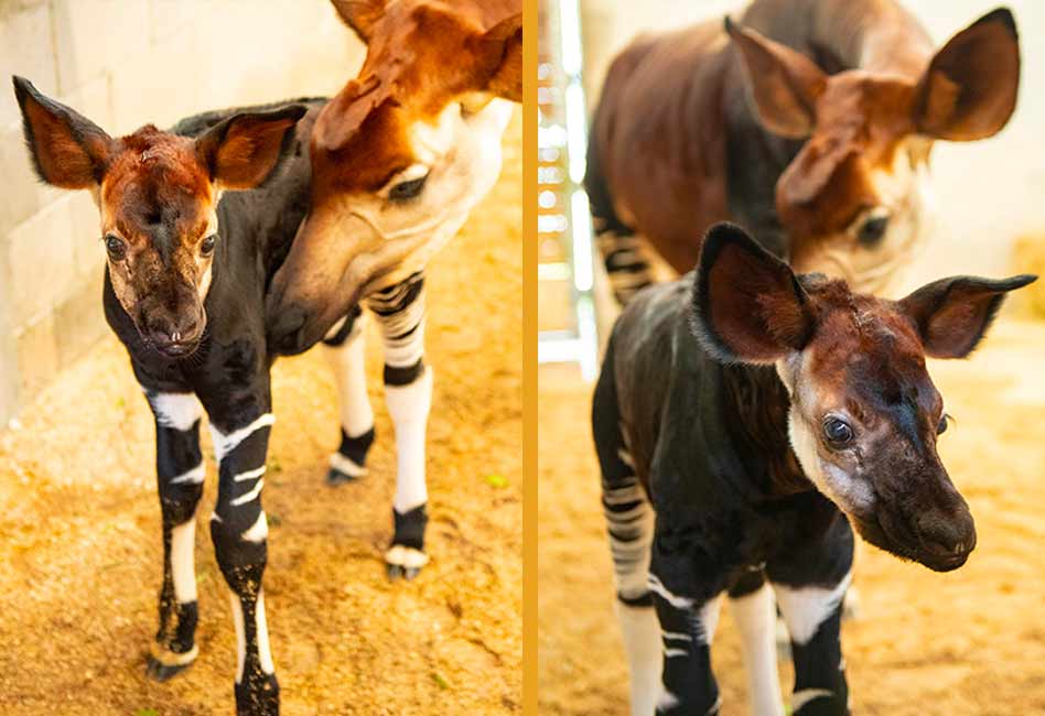Beni, a rare, endangered Okapi Calf born at Disney’s Animal Kingdom Lodge