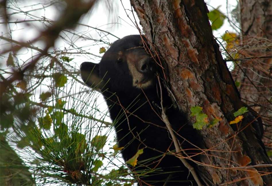 Spotting Bears in Unusual Places: Key Steps for Safety and Prevention from FWC