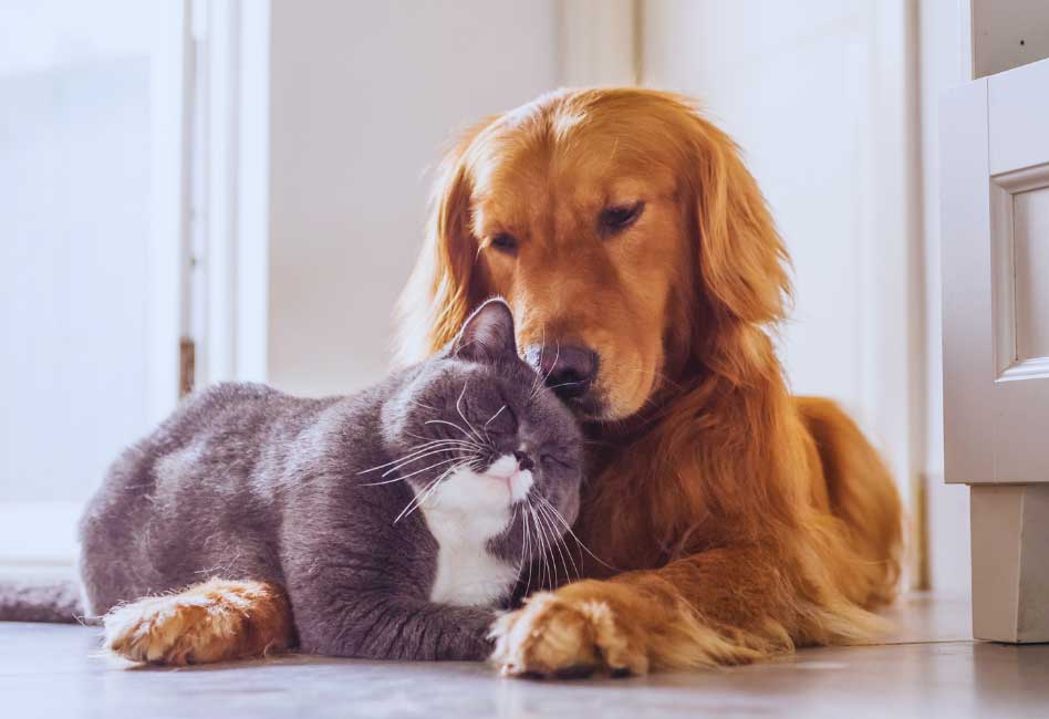 Pawsitively Prepared: Essential Steps to Keep Pets Safe During Storms ...