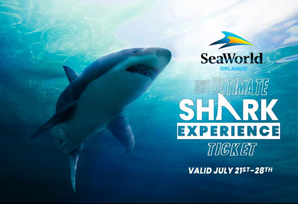 Attention Shark Fin-atics: Explore the Ultimate Shark Experience at ...