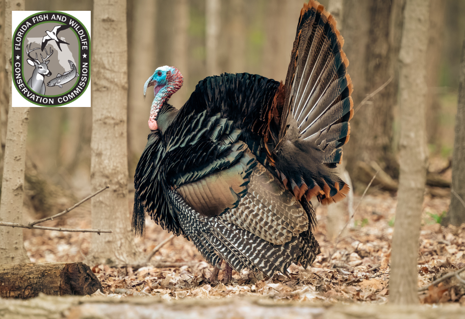 From Licensing to Limits: Your Complete Guide for the 2024 Florida ...