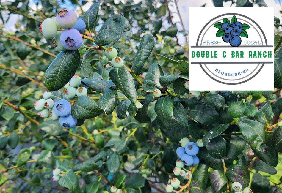 Chapman's Double C Bar Ranch Blueberry Picking Season Launches This ...