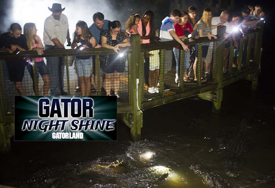 Nightfall Predators: Experience the Gator Night Shine for a Wild ...