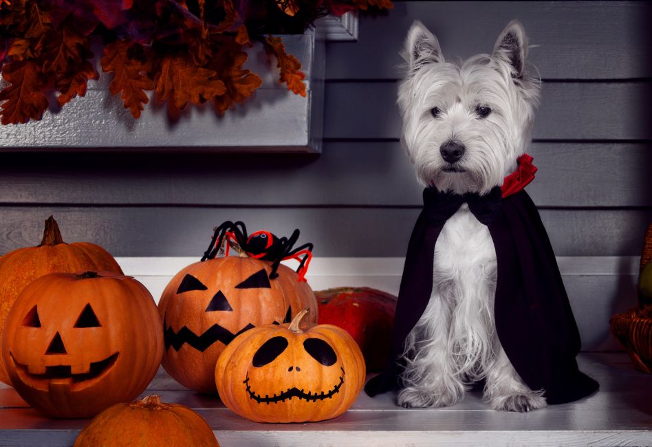 Get Your Pets Halloween-Ready with PetSmart’s Exclusive Thrills ...