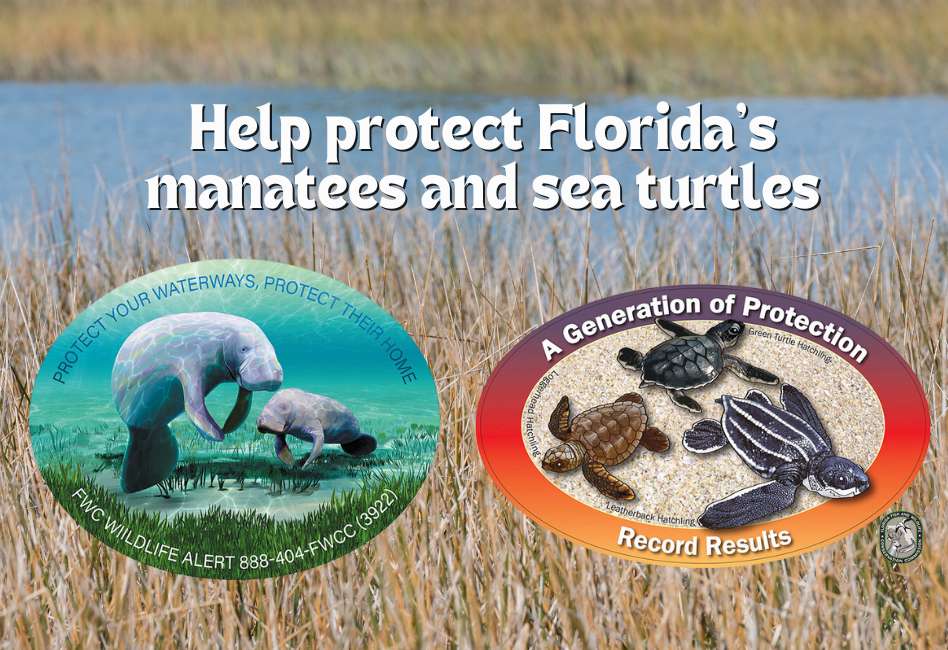 Show Your Support for Florida’s Wildlife with FWC’s New Manatee and Sea ...