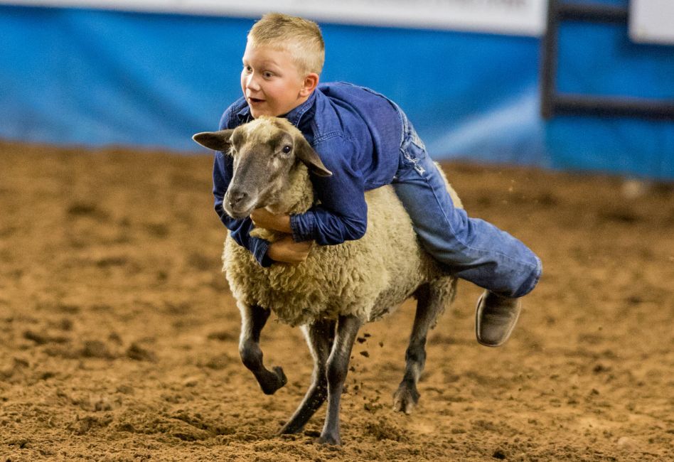 Tiny Cowboys and Cowgirls, Big Cheers: Mutton Bustin’ Returns to the ...